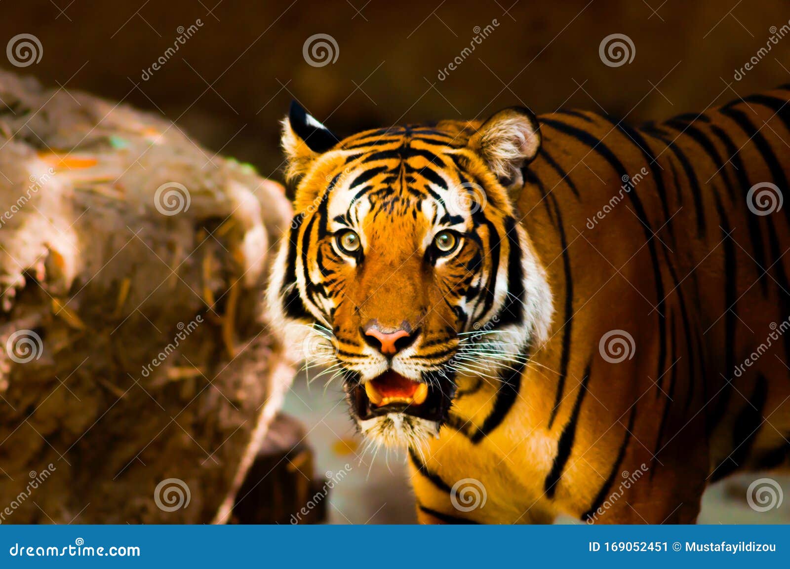 Tiger stock image. Image of eyes, editorial, horrific - 169052451