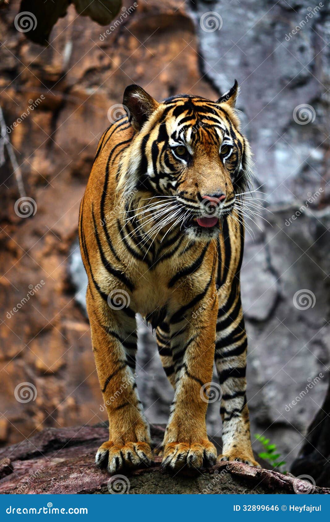Tiger of Sumatera stock photo. Image of animal, beautiful - 32899646