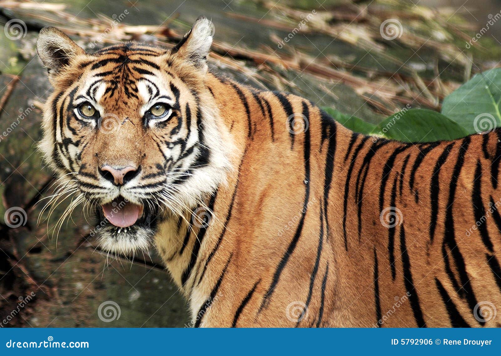 Tiger of Sumatra stock photo. Image of pond, camera, hunt - 5792906