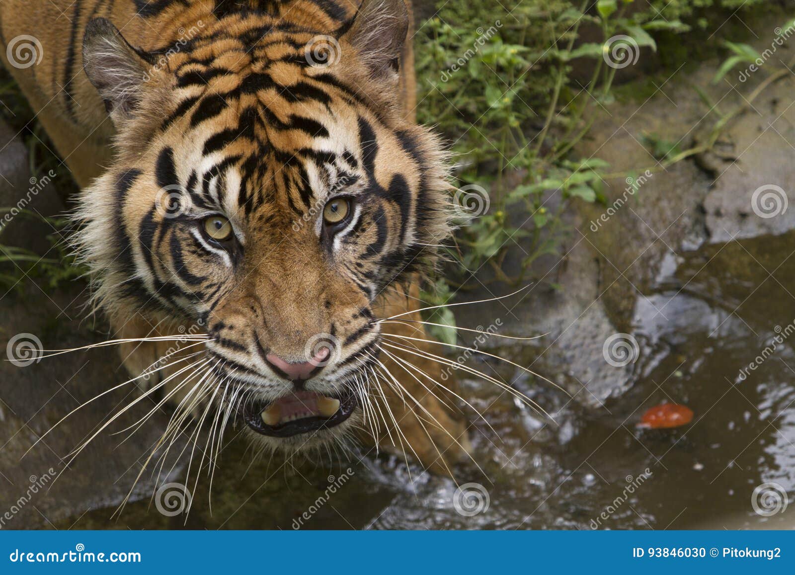 Mustache stock photo. Image of angry, wild, tiger, water - 93846030