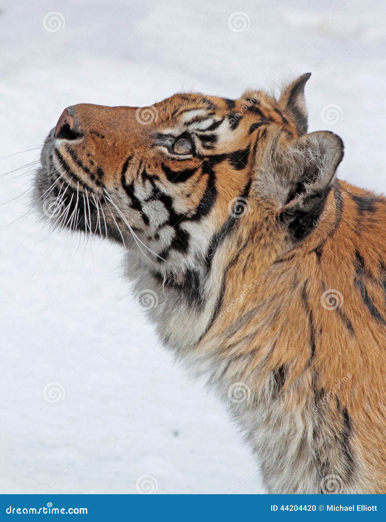 Tiger stock photo. Image of fury, buckskinman, looking - 44204420