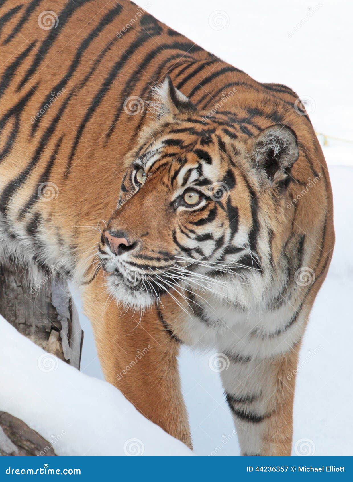 Tiger stock image. Image of carnivore, asian, grass, intensity - 44236357