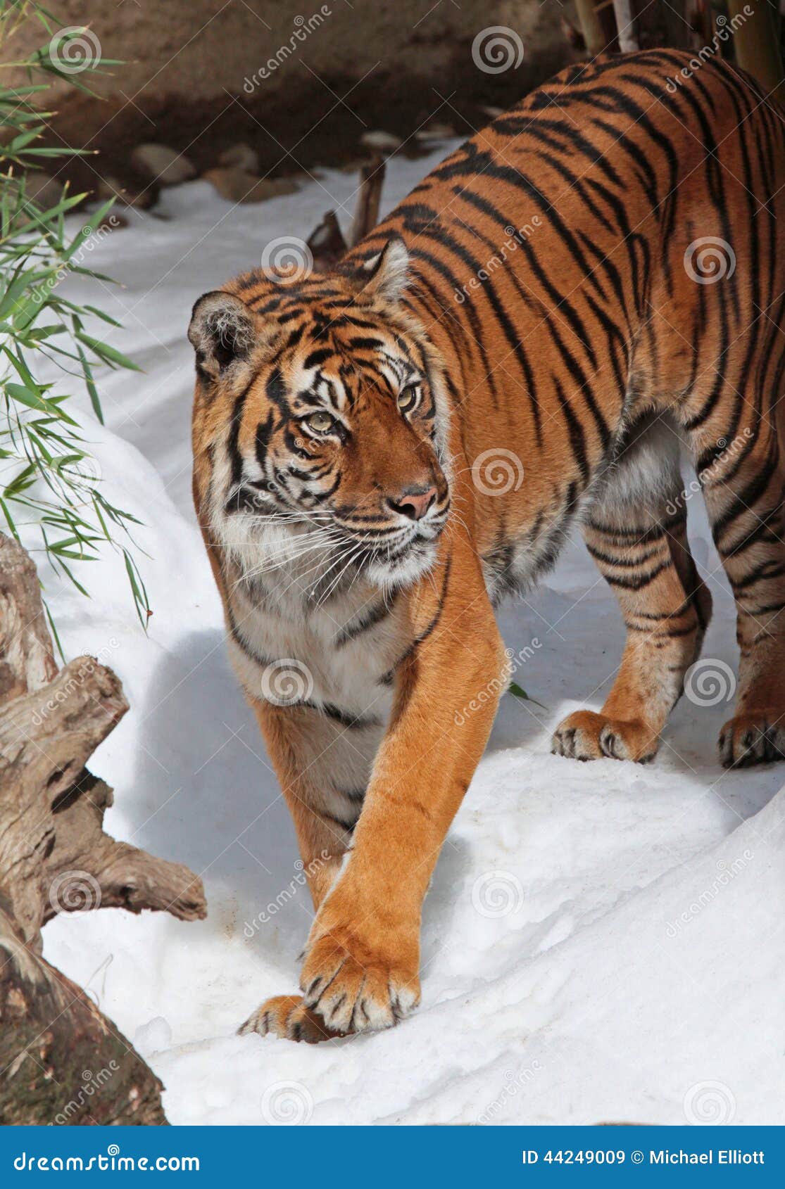 Tiger stock image. Image of carnivore, buckskinman, bengal - 44249009