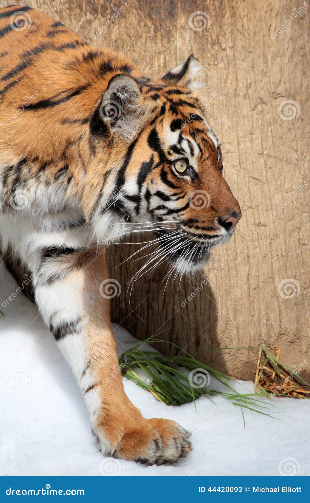Tiger stock photo. Image of cold, look, dramatic, orange - 44420092