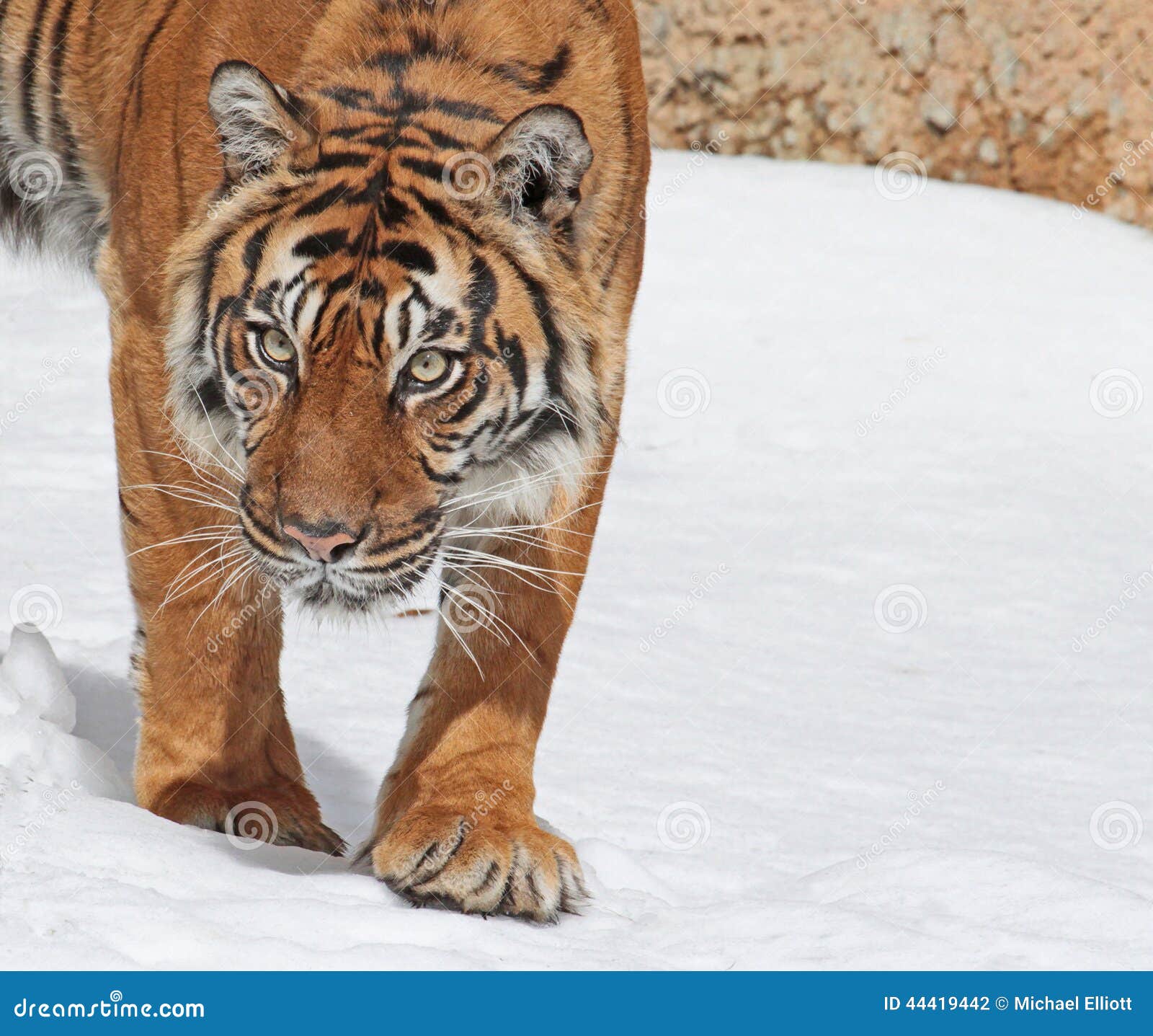 Tiger stock photo. Image of power, asia, face, green - 44419442