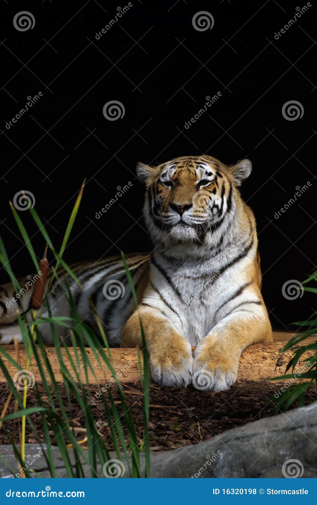 Tiger in the sun stock photo. Image of pelz, kraftvoll - 16320198