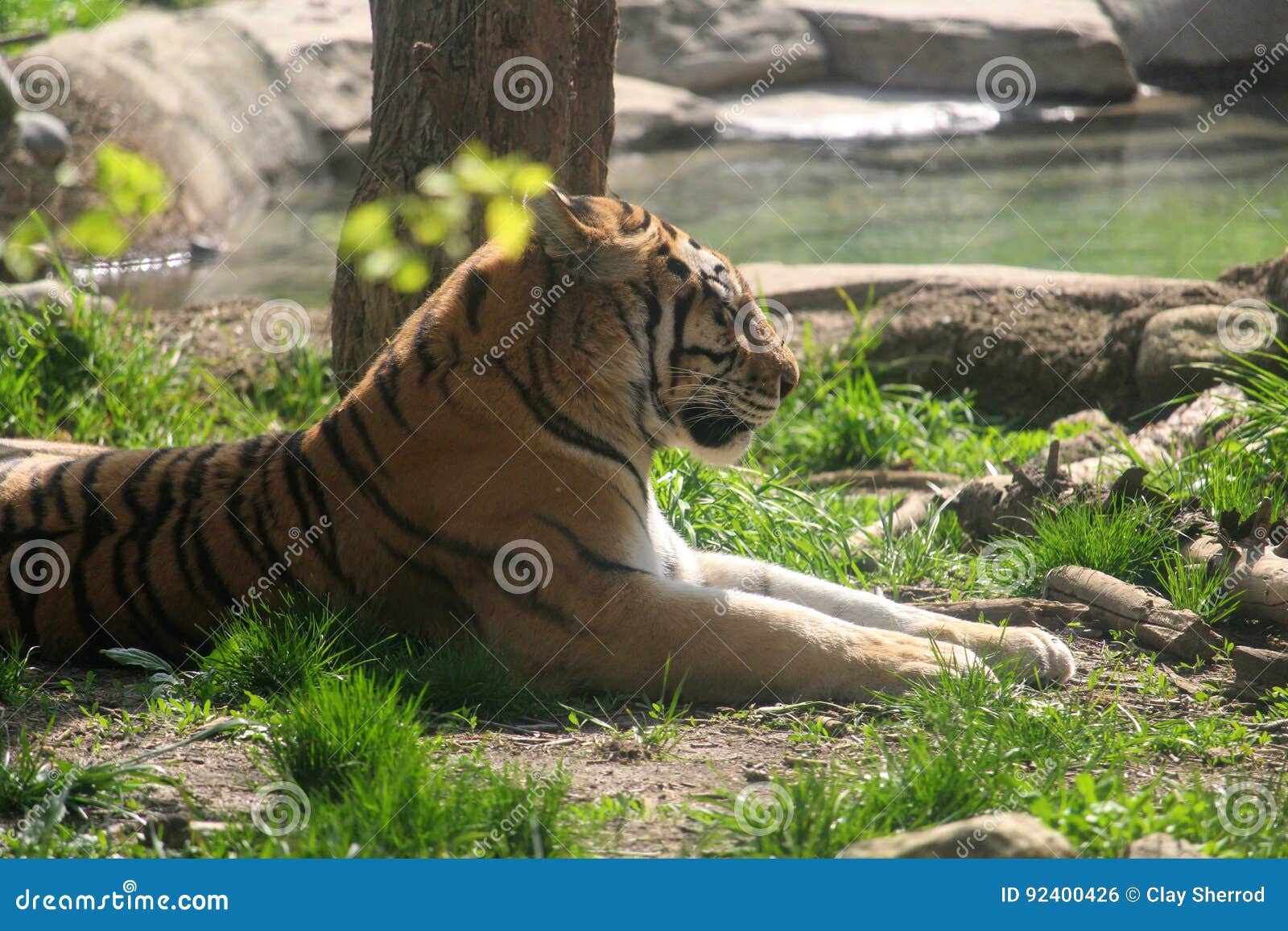 A Tiger in the Sun stock photo. Image of waterbackground - 92400426