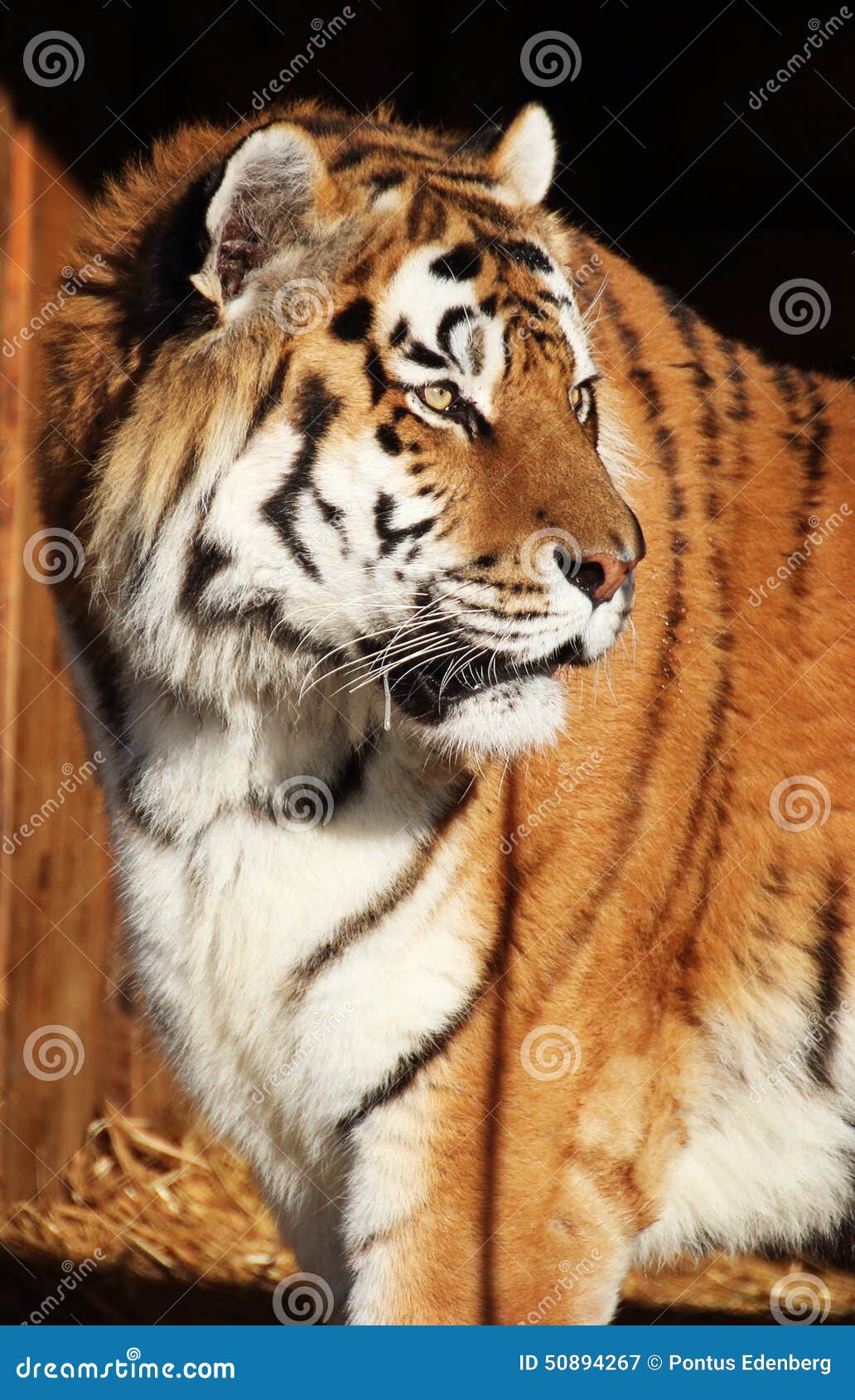 Tiger in the sun stock image. Image of profile, mammal - 50894267