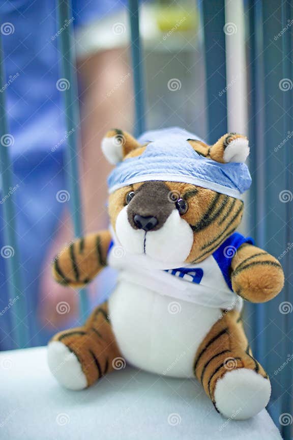 Tiger in surgery stock image. Image of resolution, medicine - 137135