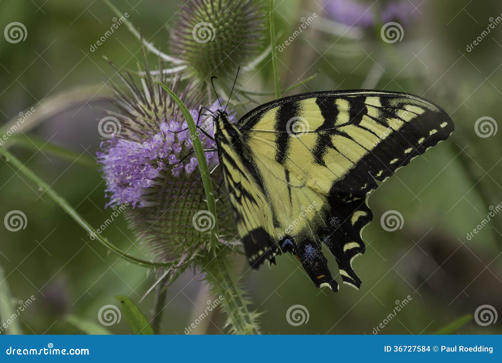 Tiger Swallowtail Buterfly stock photo. Image of blue - 36727584