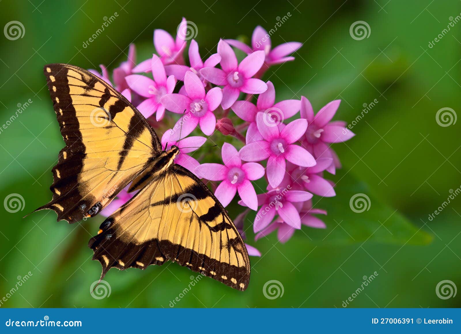 Tiger Swallowtail Butterfly on Pink Flowers Stock Image - Image of ...