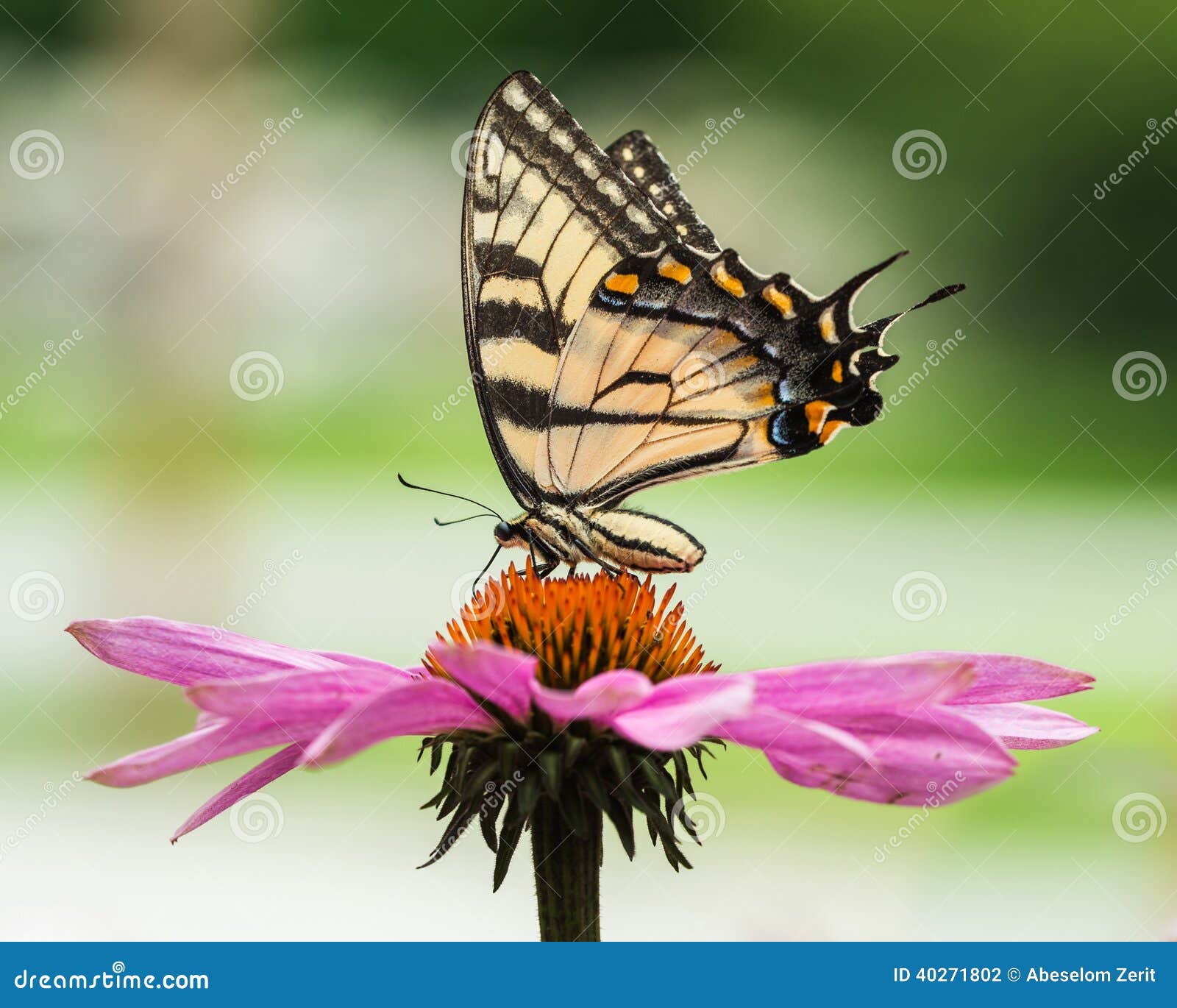Tiger Swallowtail on Coneflower Stock Photo - Image of rhode, flying ...