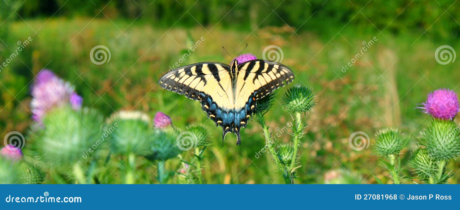 Tiger Swallowtail in Illinois Stock Photo - Image of rock, ecological ...