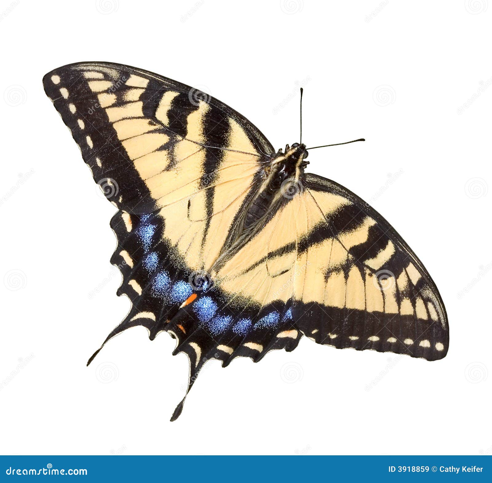 Tiger Swallowtail on white stock image. Image of invertebrate - 3918859