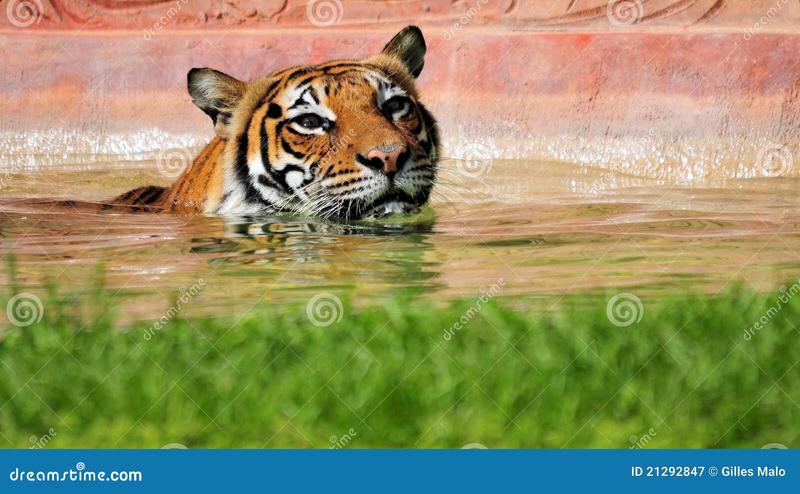 Tiger Swimming stock image. Image of cats, curious, dripping - 21292847