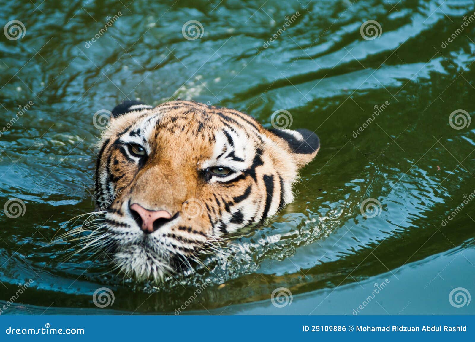 Tiger swimming in pond stock photo. Image of malayan - 25109886