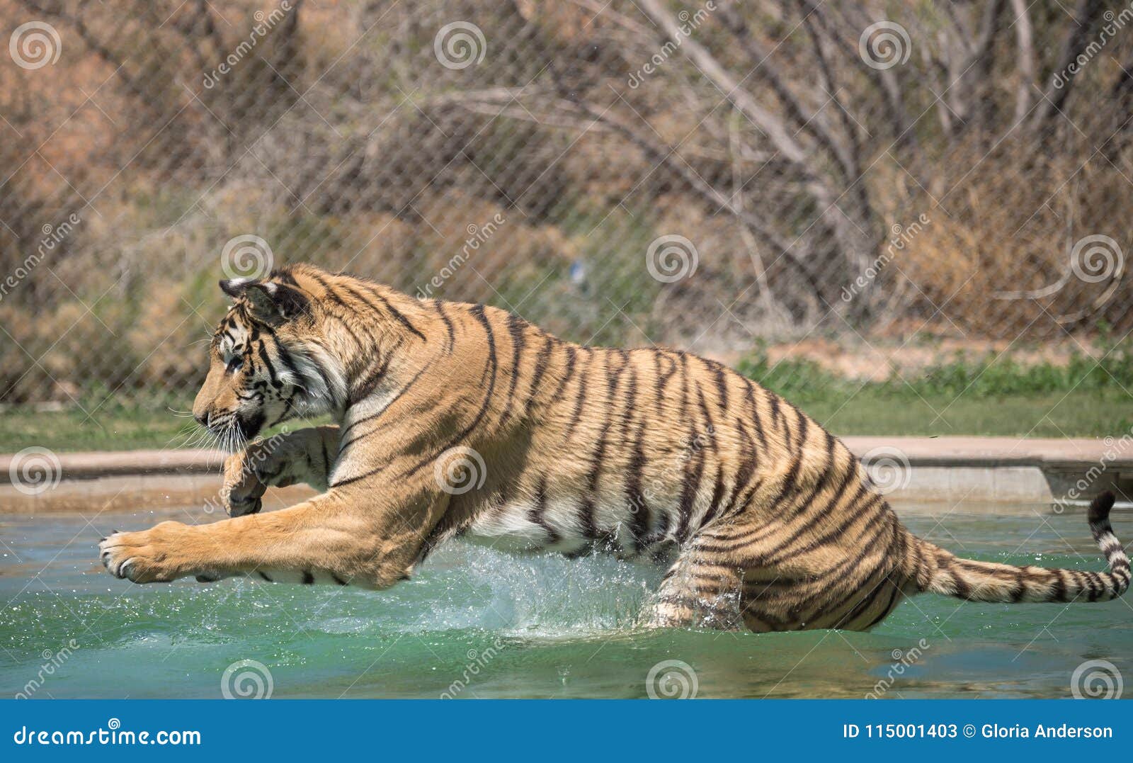 Tiger in a swimming pool stock image. Image of life - 115001403