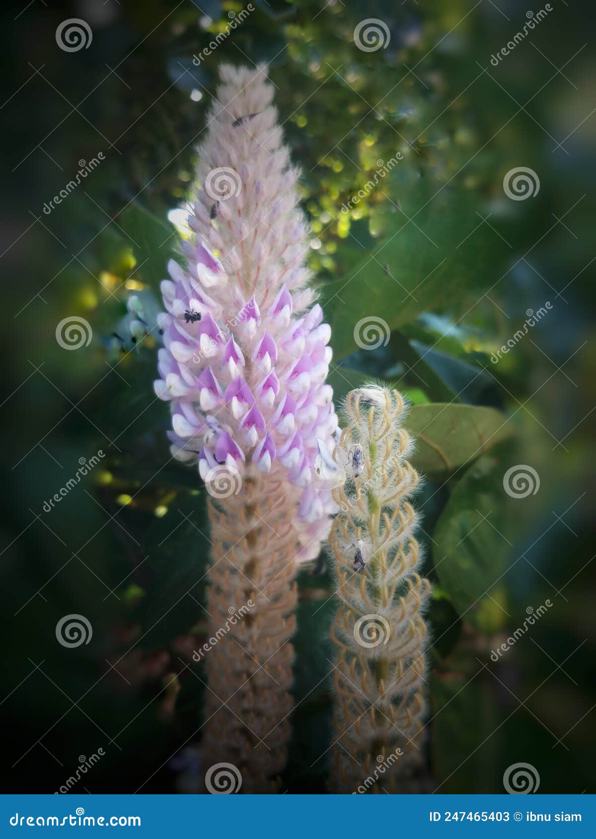 Tiger Tail Flower in Jungle Stock Image - Image of flower, garden ...