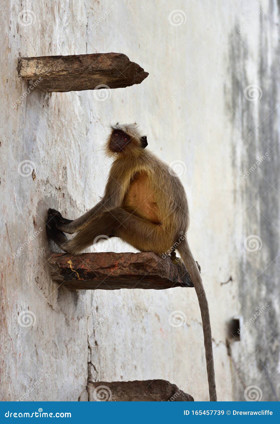 Tiger Tailed Monkey Set on a Step Stock Image - Image of monkey ...