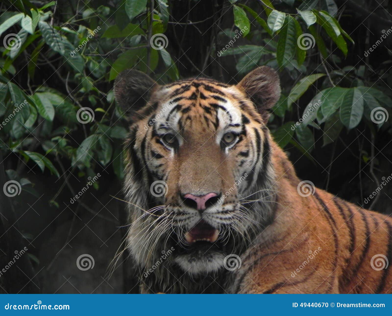 Tiger stock photo. Image of beautiful, tiger, jungle - 49440670