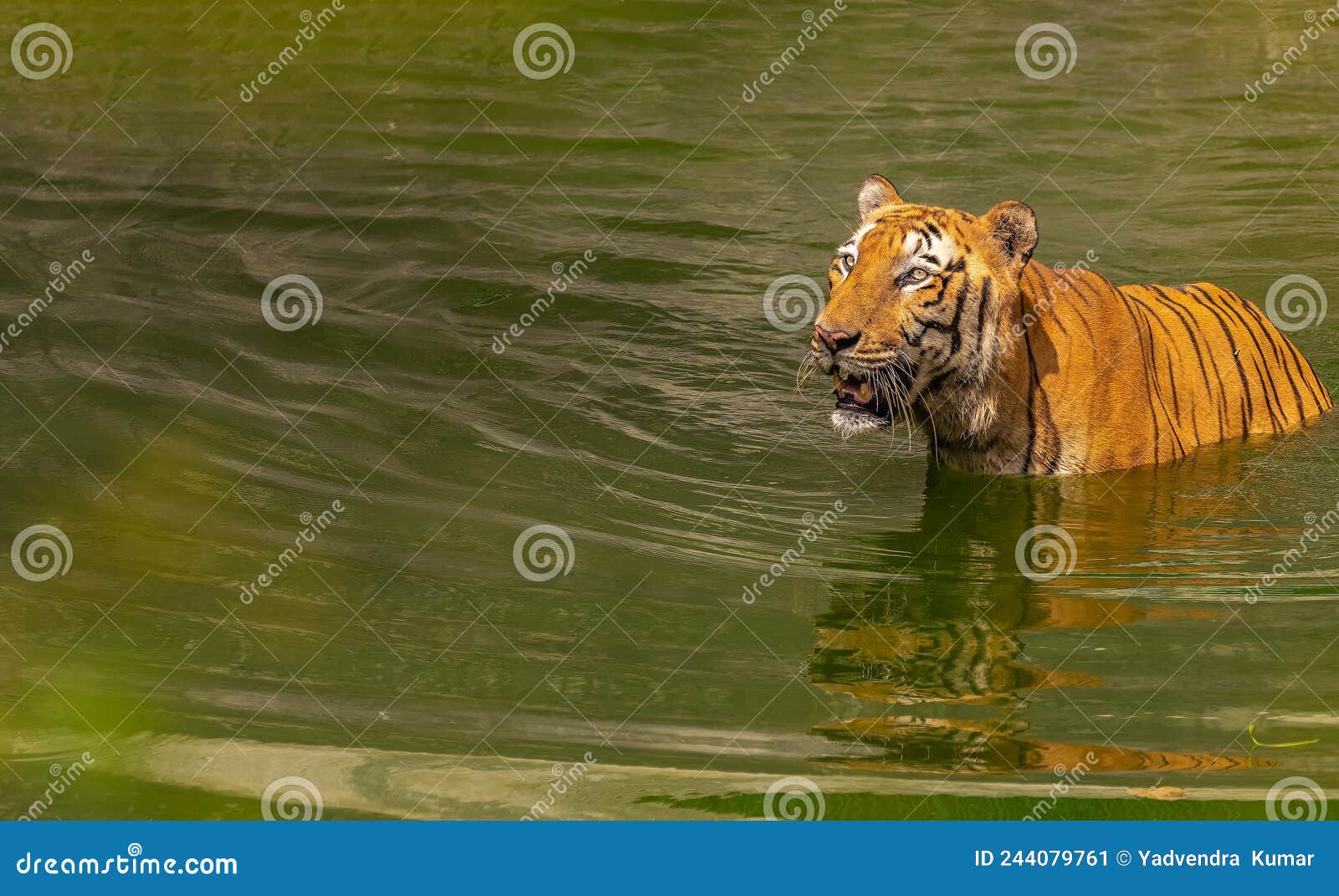 Tiger Taking Bath on a Hot Day Stock Image - Image of felino, predator ...