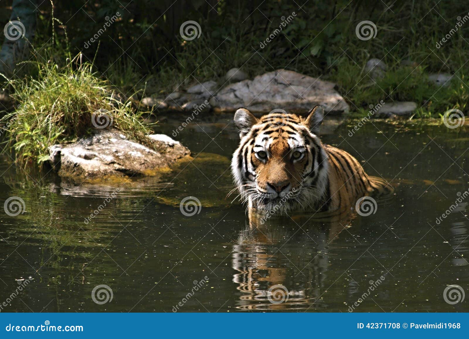 Tiger taking a bath. stock photo. Image of striped, orange - 42371708