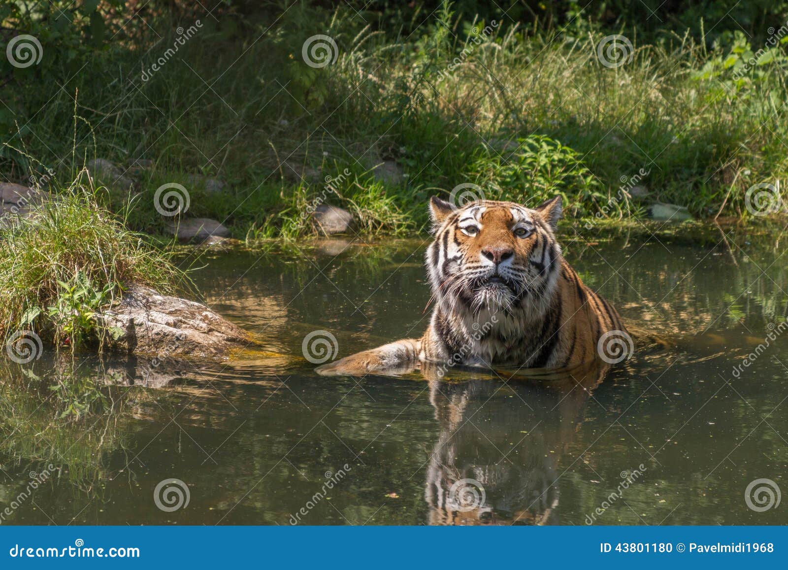 Tiger taking a bath stock photo. Image of front, orange - 43801180
