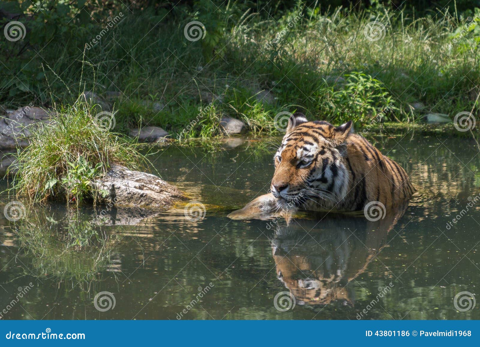 Tiger taking a bath stock photo. Image of dangerous, orange - 43801186