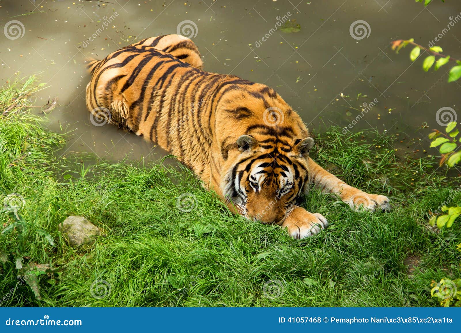 Tiger is Taking Bath stock photo. Image of basking, hoof - 41057468