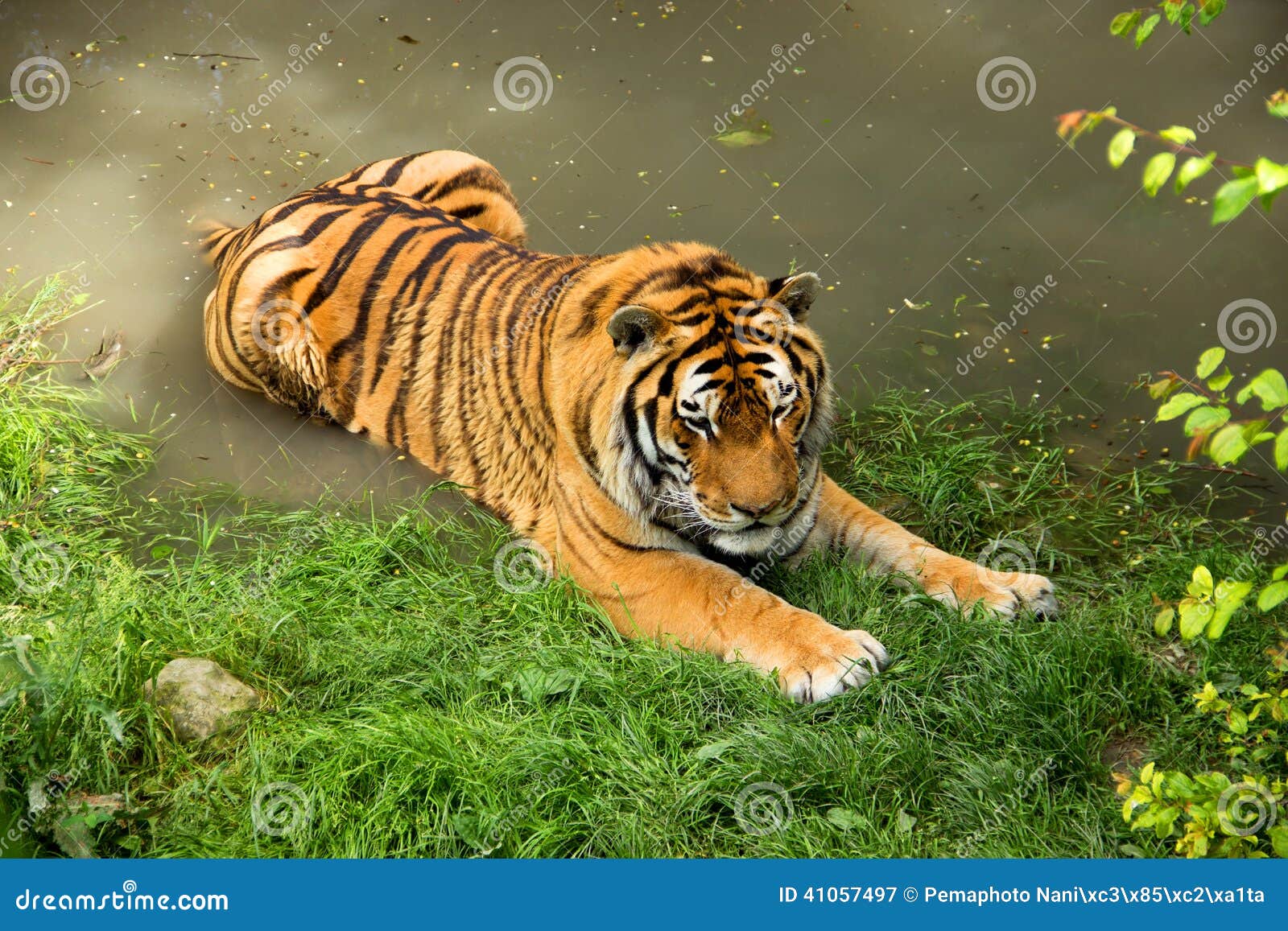 Tiger is Taking Bath stock image. Image of wild, beast - 41057497