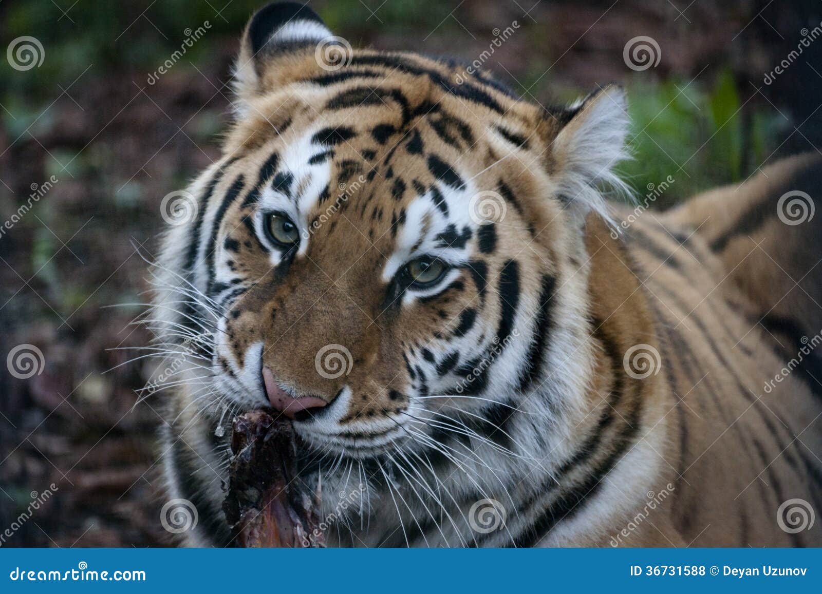 Tiger Taking Lunch stock photo. Image of lunch, animal - 36731588