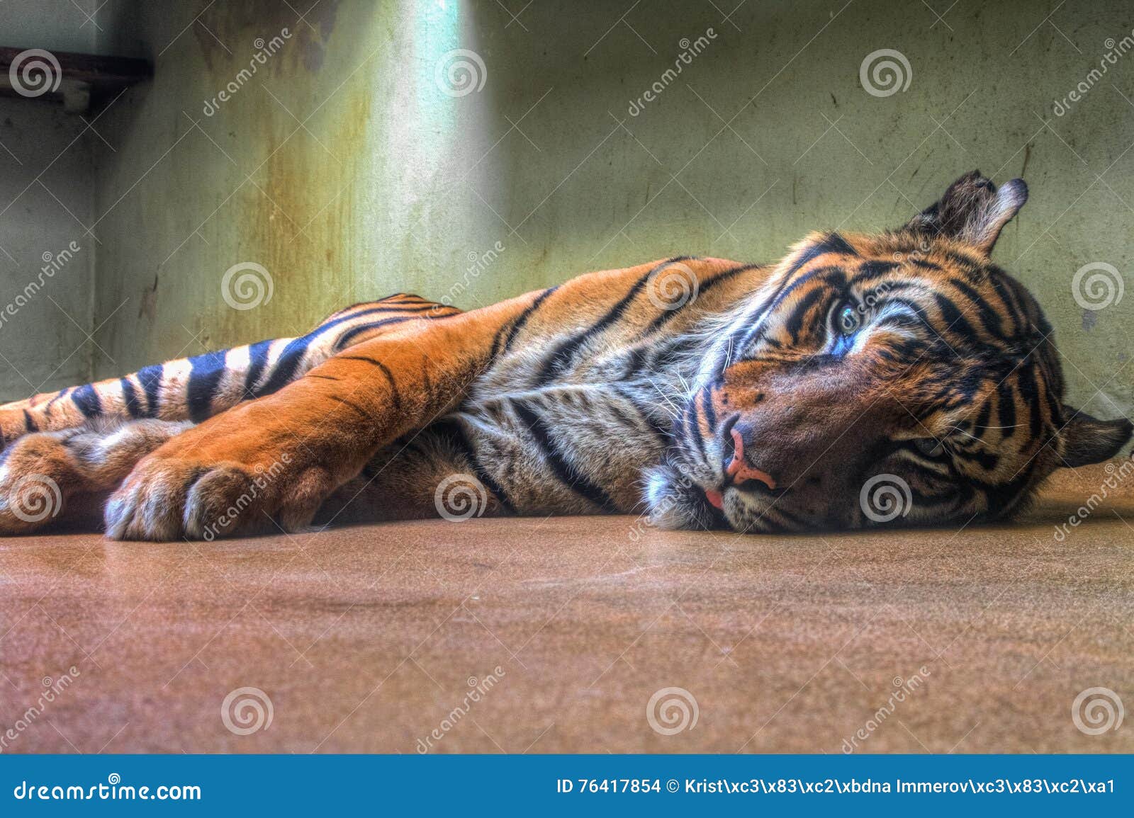 Tiger stock photo. Image of captive, close, ground, head - 76417854