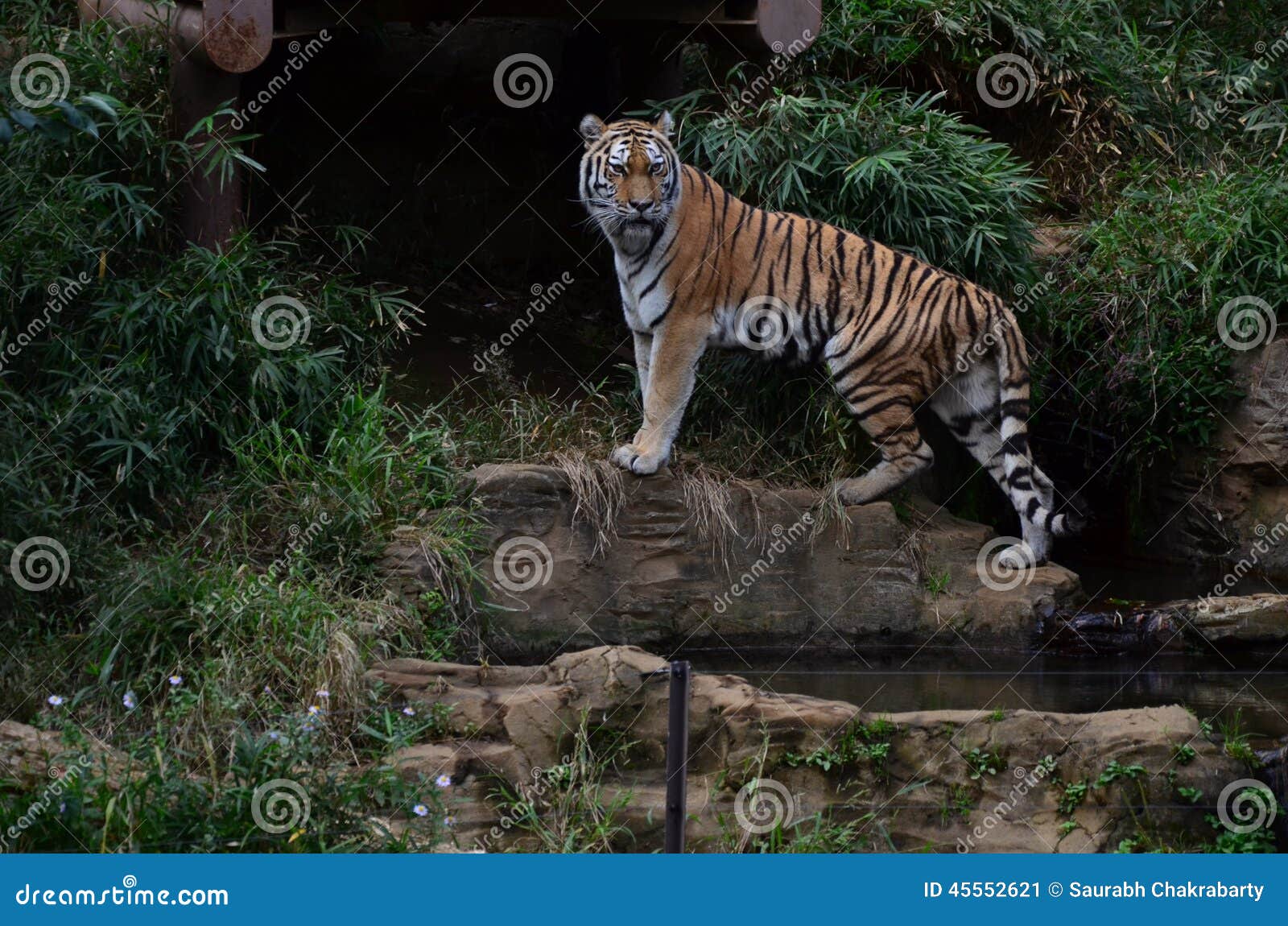 Tiger stock image. Image of tokyo, japan, royal, zoological - 45552621