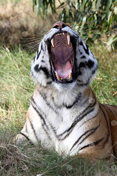 Tiger Teeth stock photo. Image of feline, carnivore, sitting - 18790572