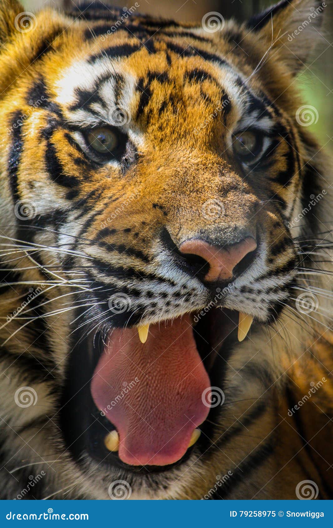 Tiger Teeth stock image. Image of bengal, roar, tongue - 79258975