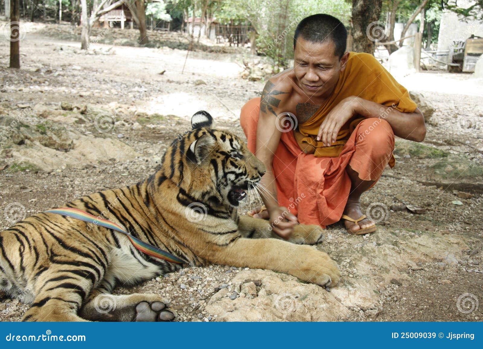 The Tiger Temple editorial stock image. Image of amity - 25009039
