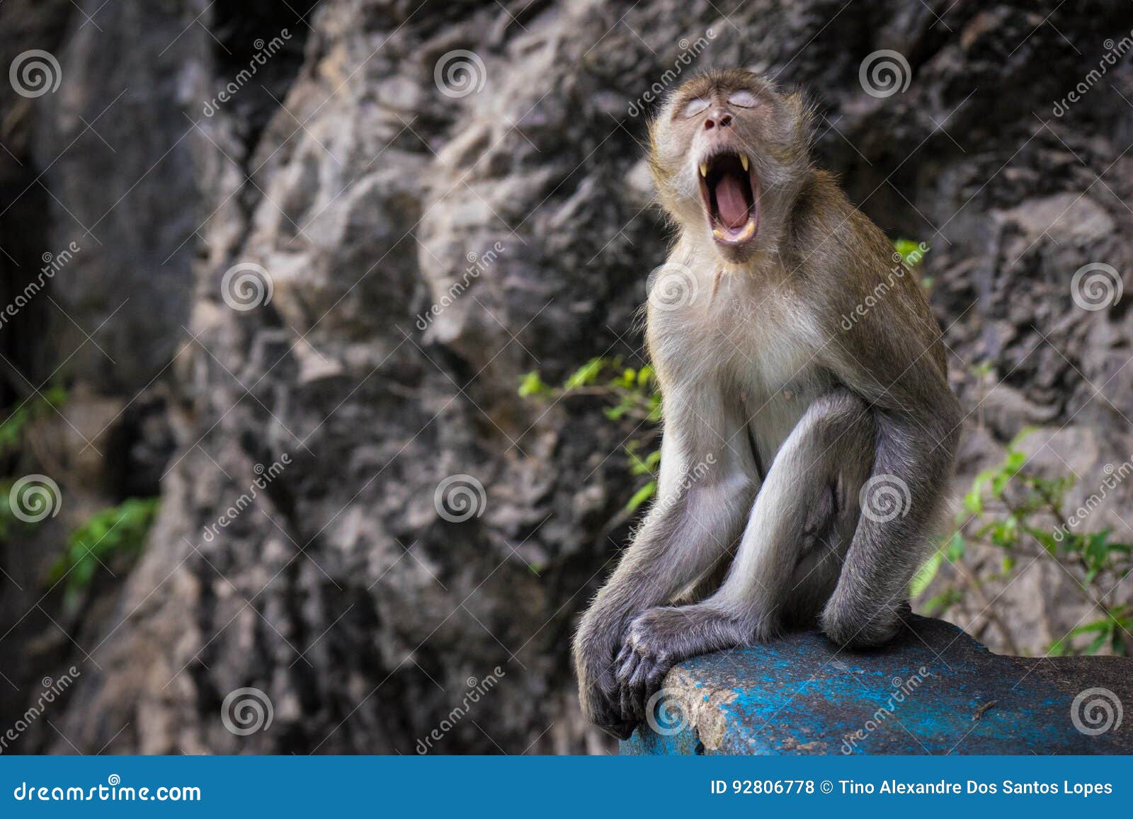 Tiger temple monkey stock photo. Image of boat, asia - 92806778