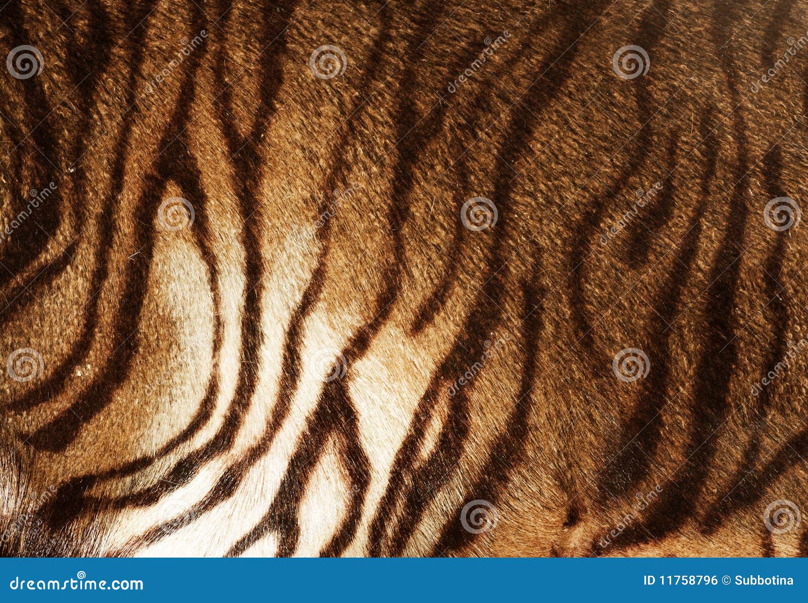 Tiger Texture stock photo. Image of africa, hide, black - 11758796