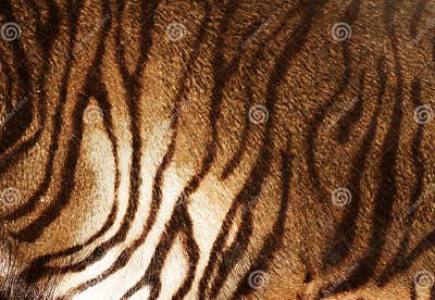 Tiger Texture stock photo. Image of africa, hide, black - 11758796