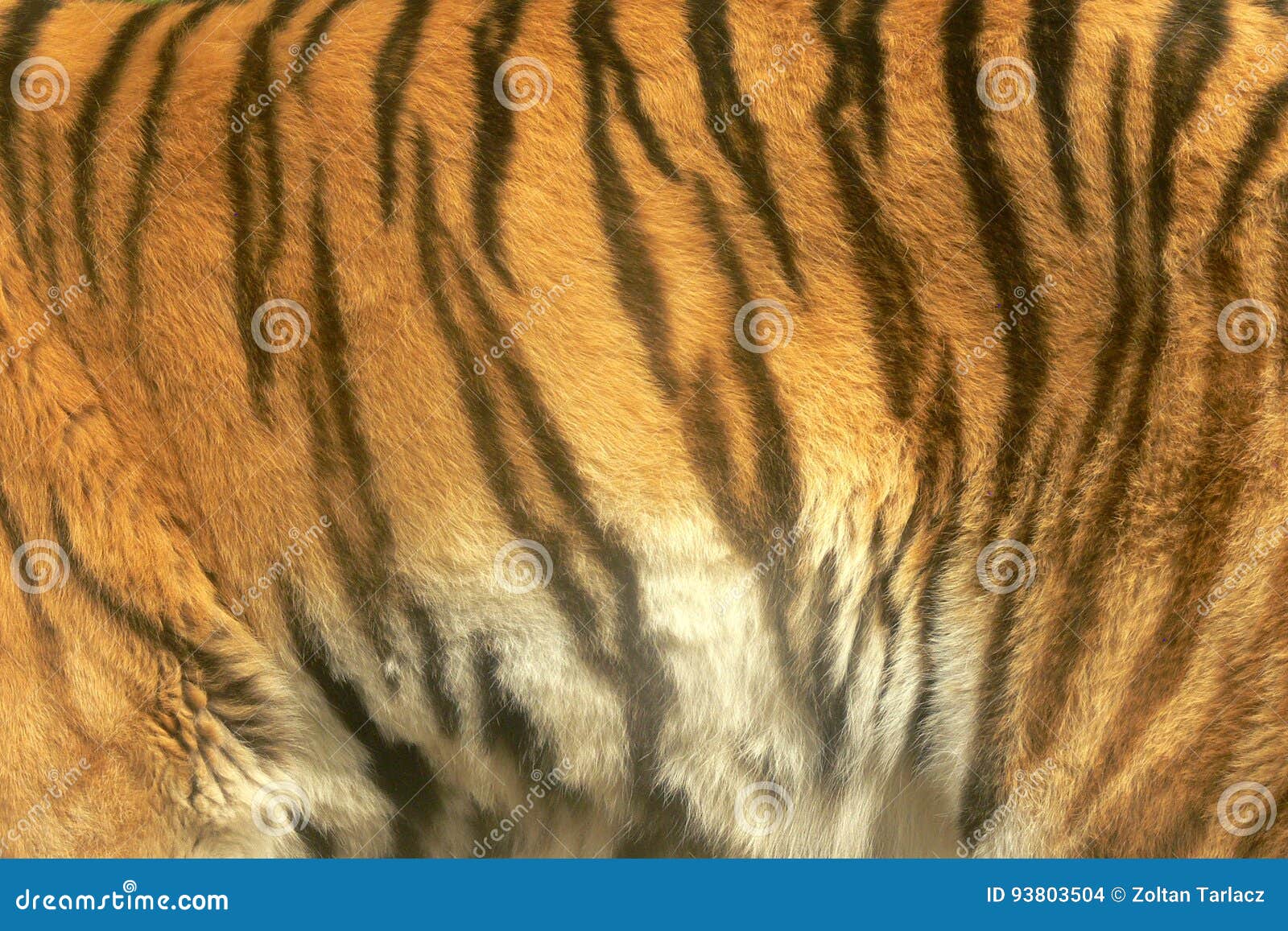 Tiger texture stock photo. Image of orange, background - 93803504