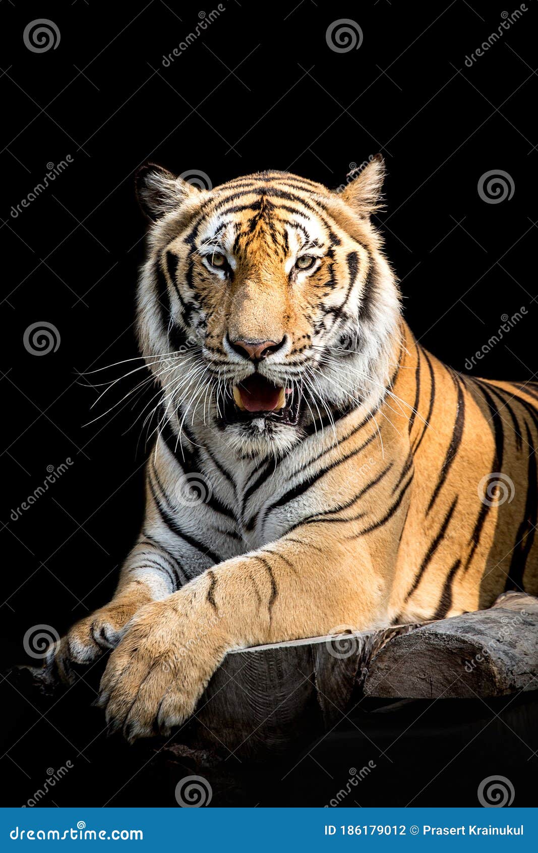 Tiger On The Timber. Stock Photography | CartoonDealer.com #81155570