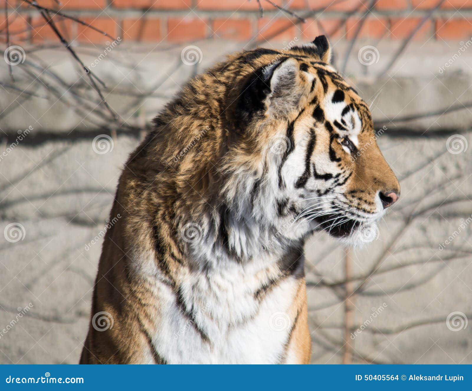 Tiger think stock photo. Image of tiger, animals, strong - 50405564