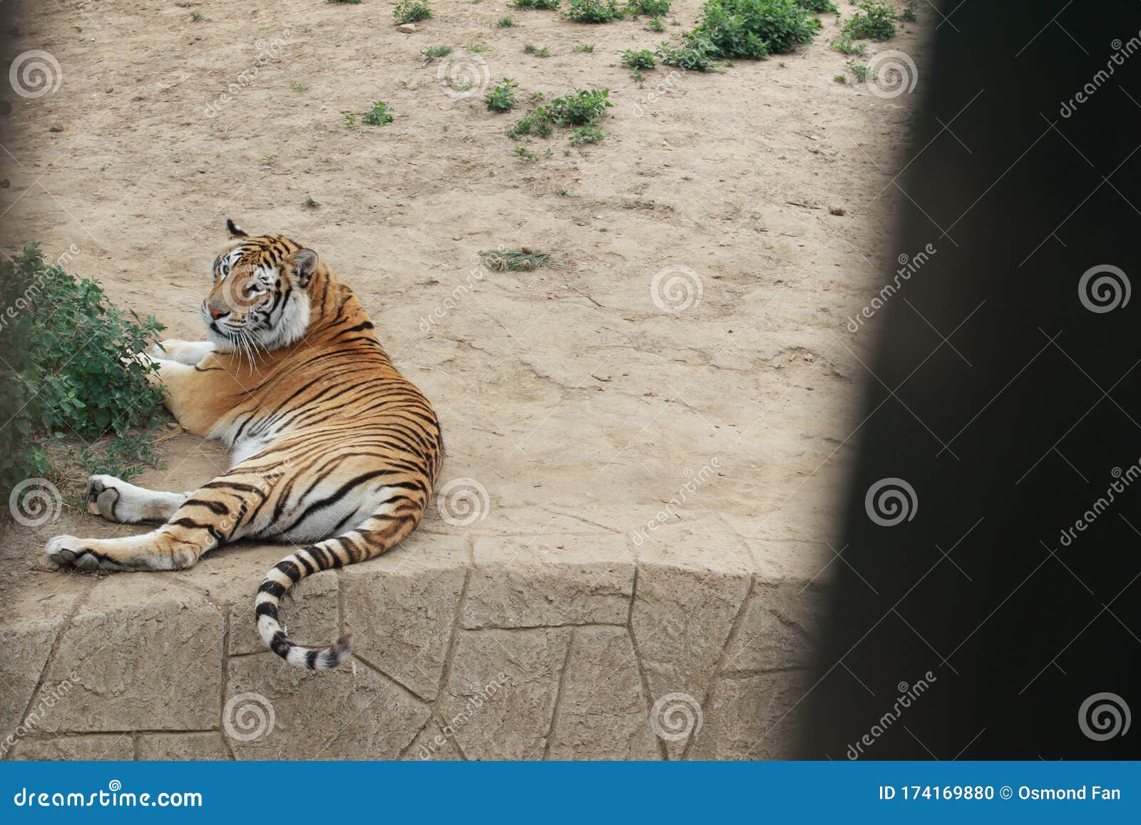 Thinking Tiger Stock Photo | CartoonDealer.com #27807792