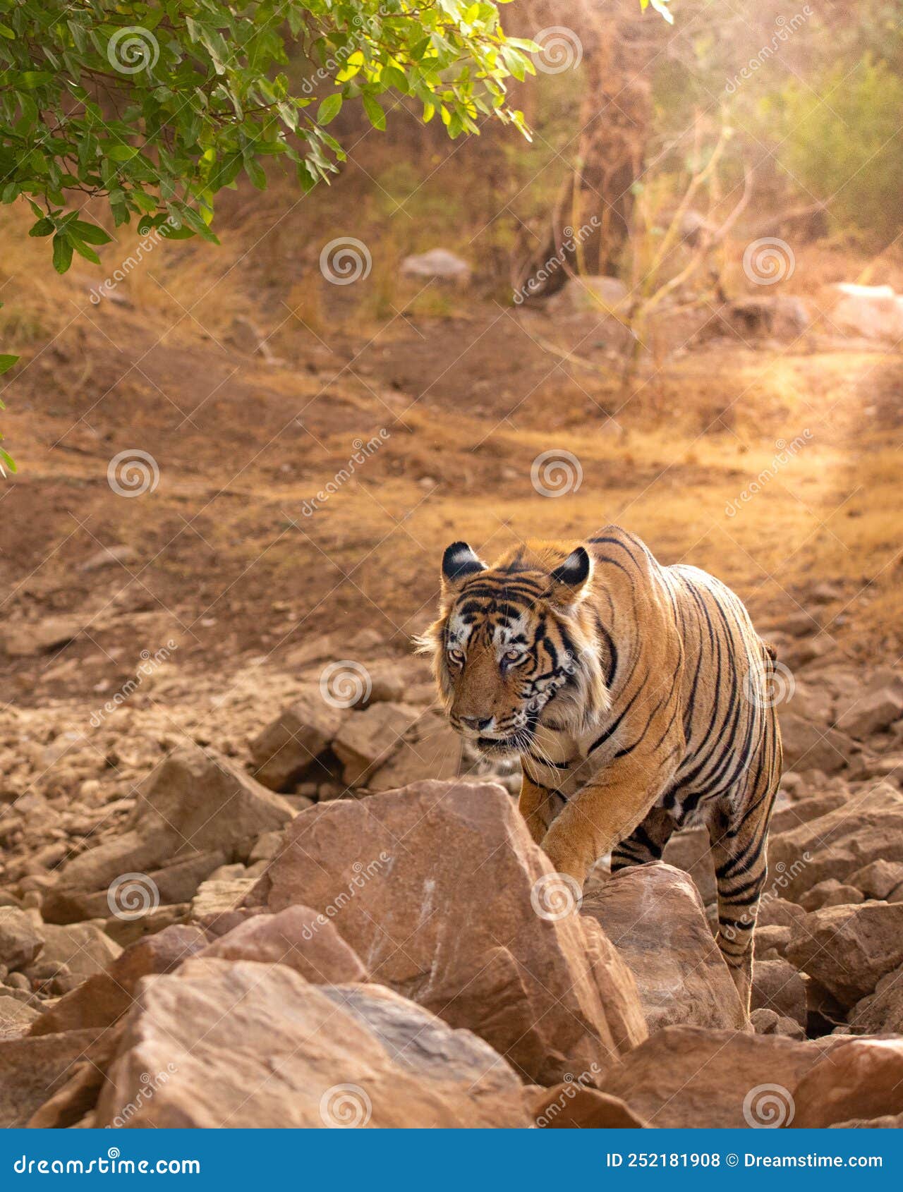 Tiger, Tiger Burning Bright Stock Photo - Image of jungle, leopard ...