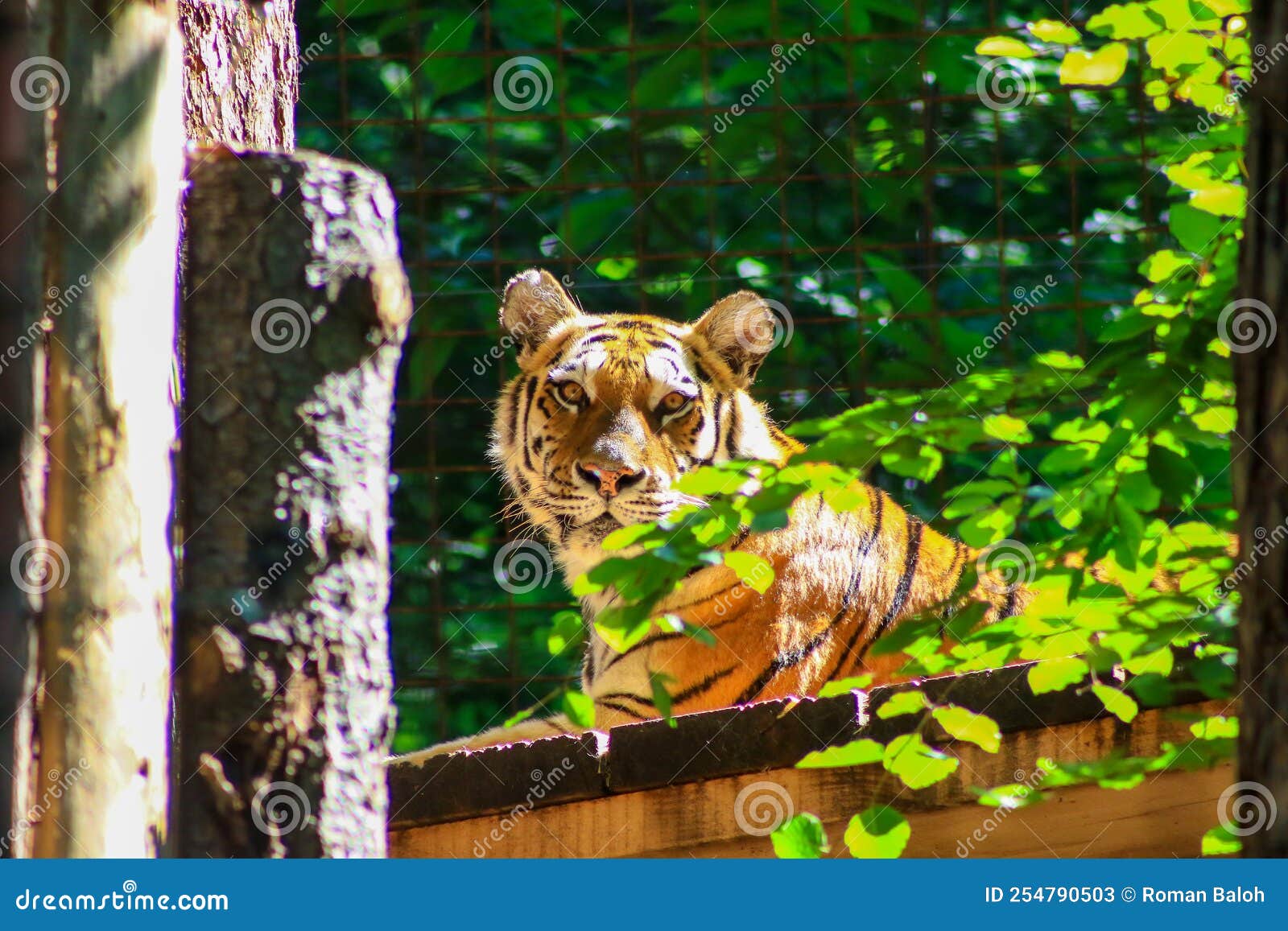 Tiger stock image. Image of garden, porch, resting, tiger - 254790503