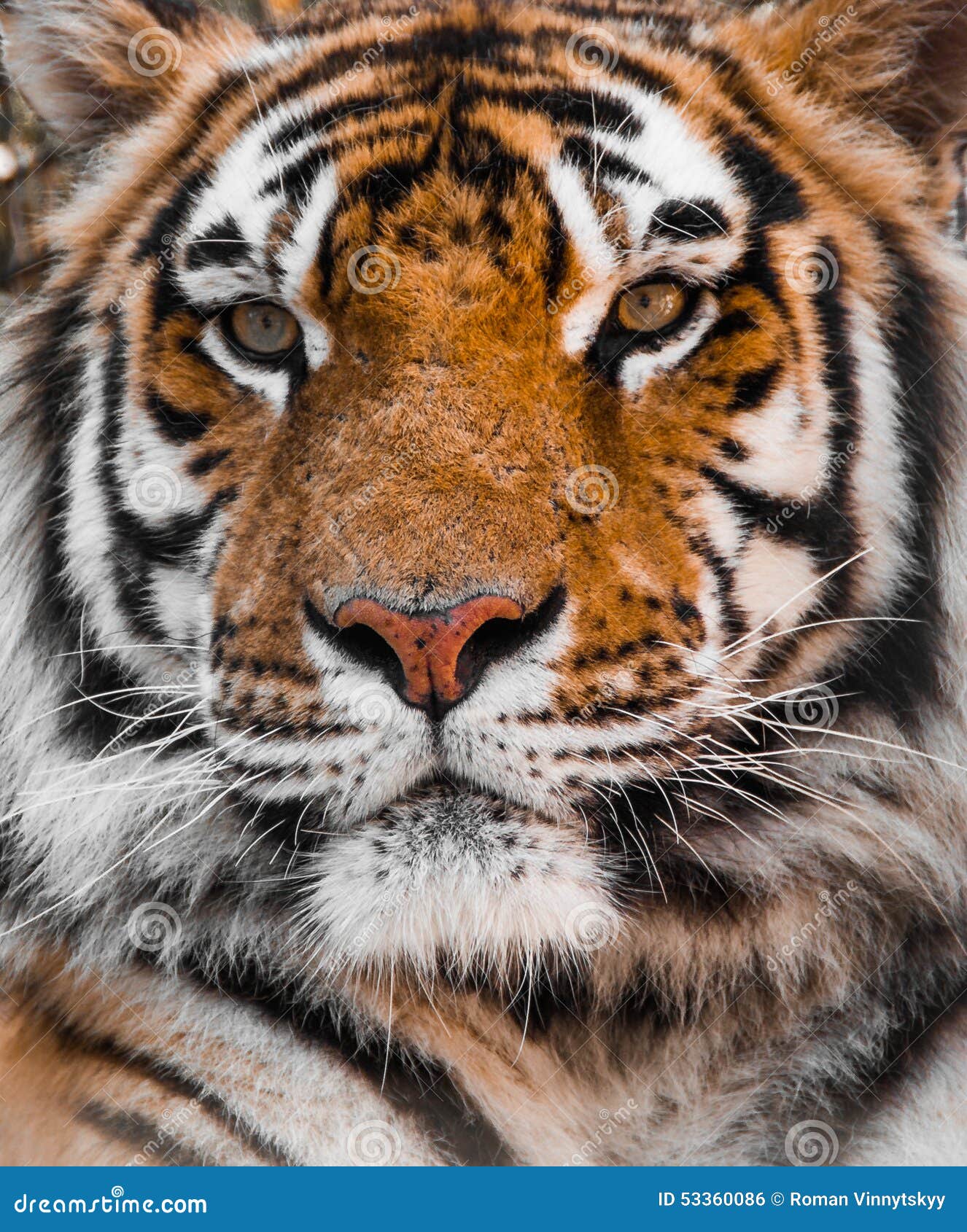 TIGER, Tigergesicht stockfoto. Bild von haar, schön, gesicht - 53360086