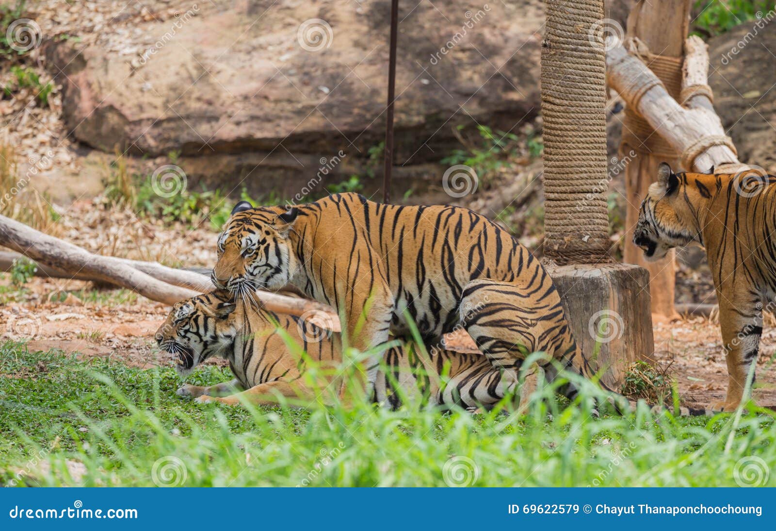Tiger stock image. Image of lawn, carnivore, black, hybridize - 69622579