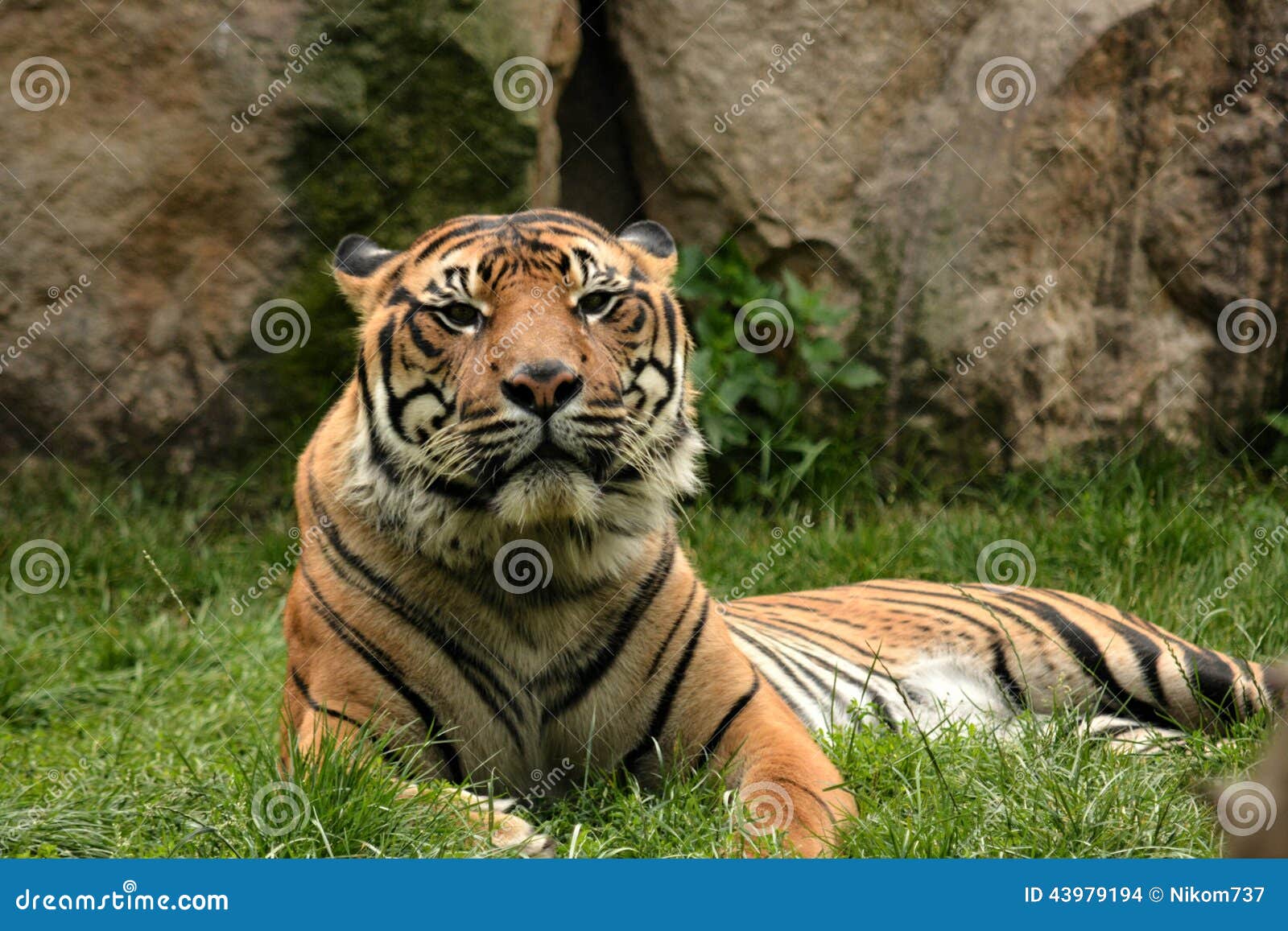 Tiger stock photo. Image of force, summer, colored, predators - 43979194