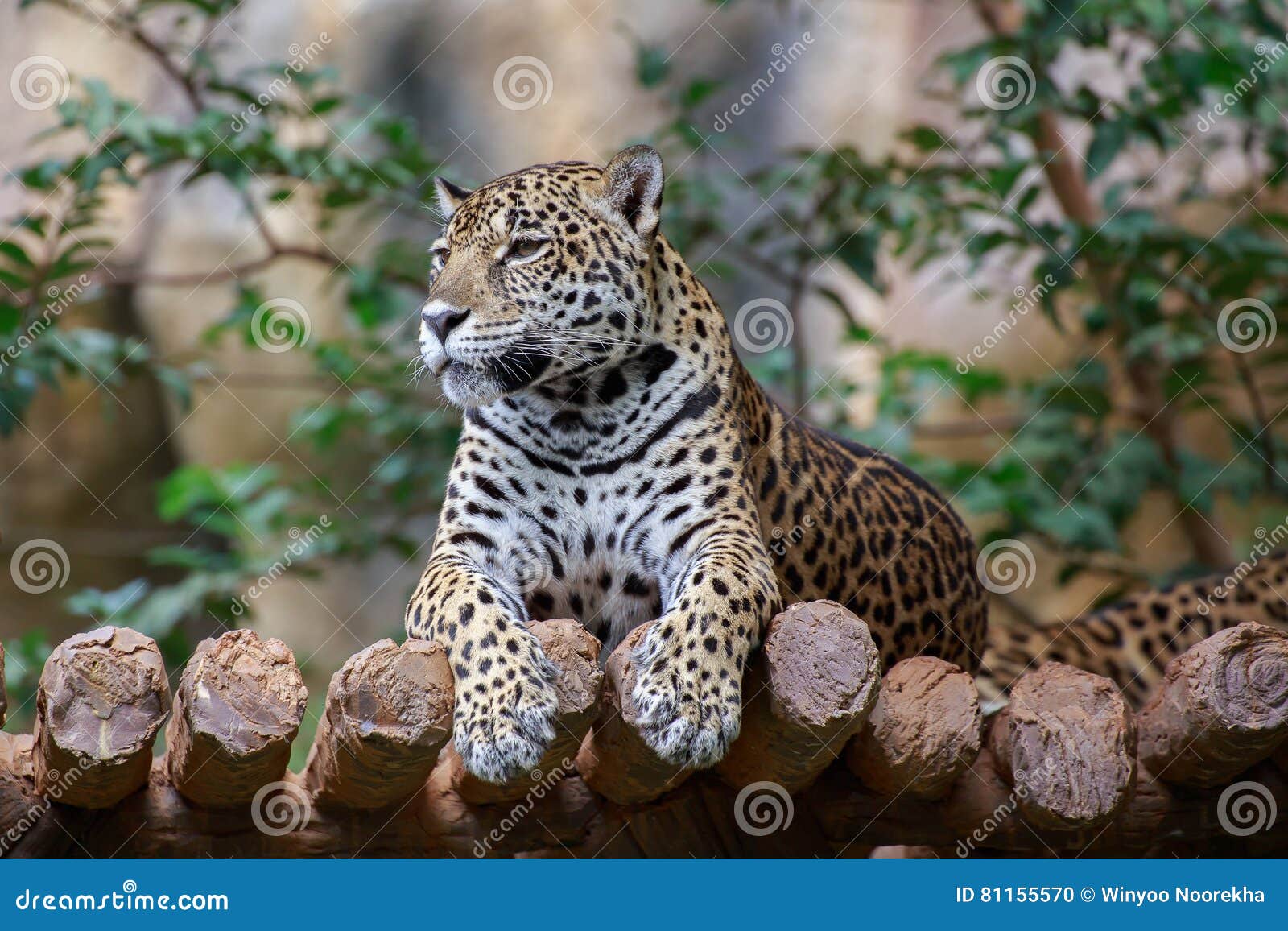 Tiger On The Timber. Stock Photography | CartoonDealer.com #81155570