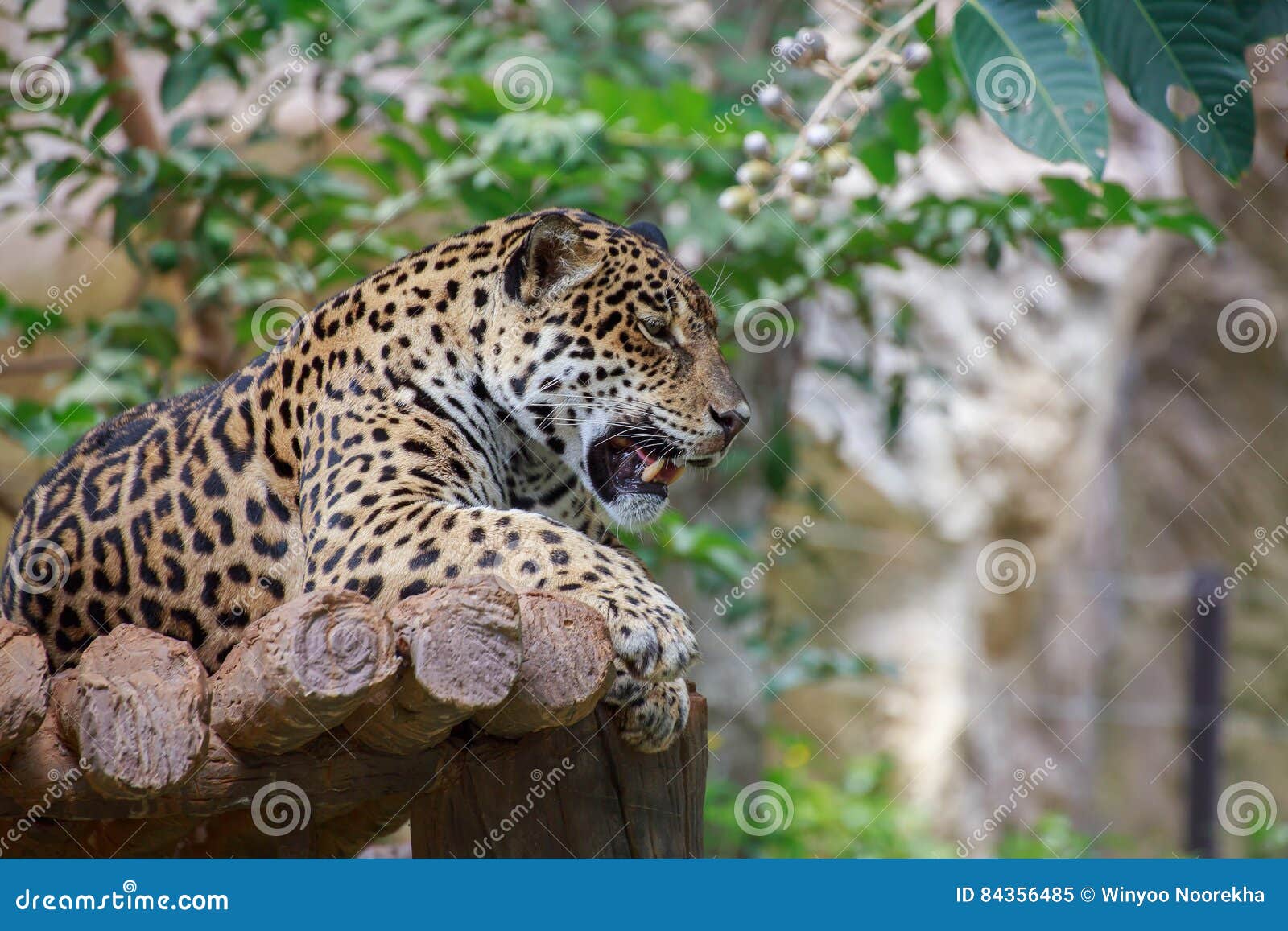 Tiger On The Timber. Stock Photography | CartoonDealer.com #81155570